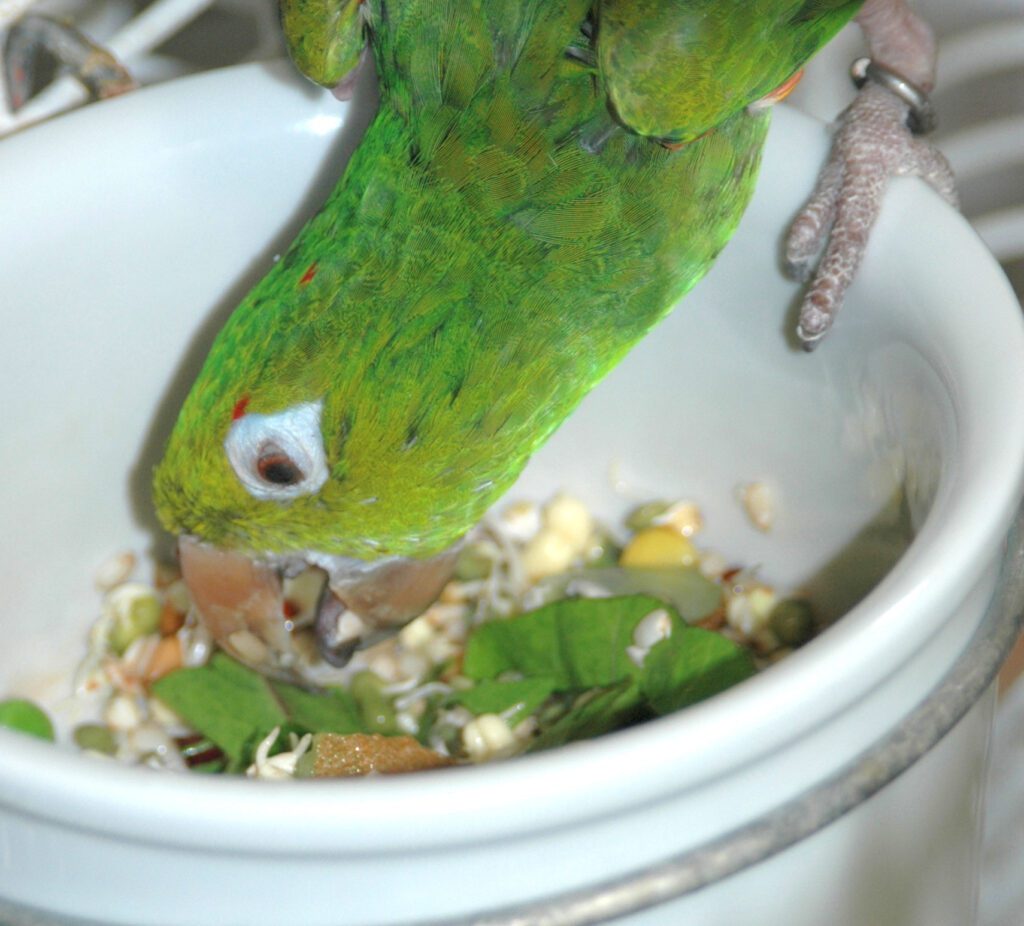 Feeding Parrots, Properly Grown Sprouts - Best Bird Food Ever!