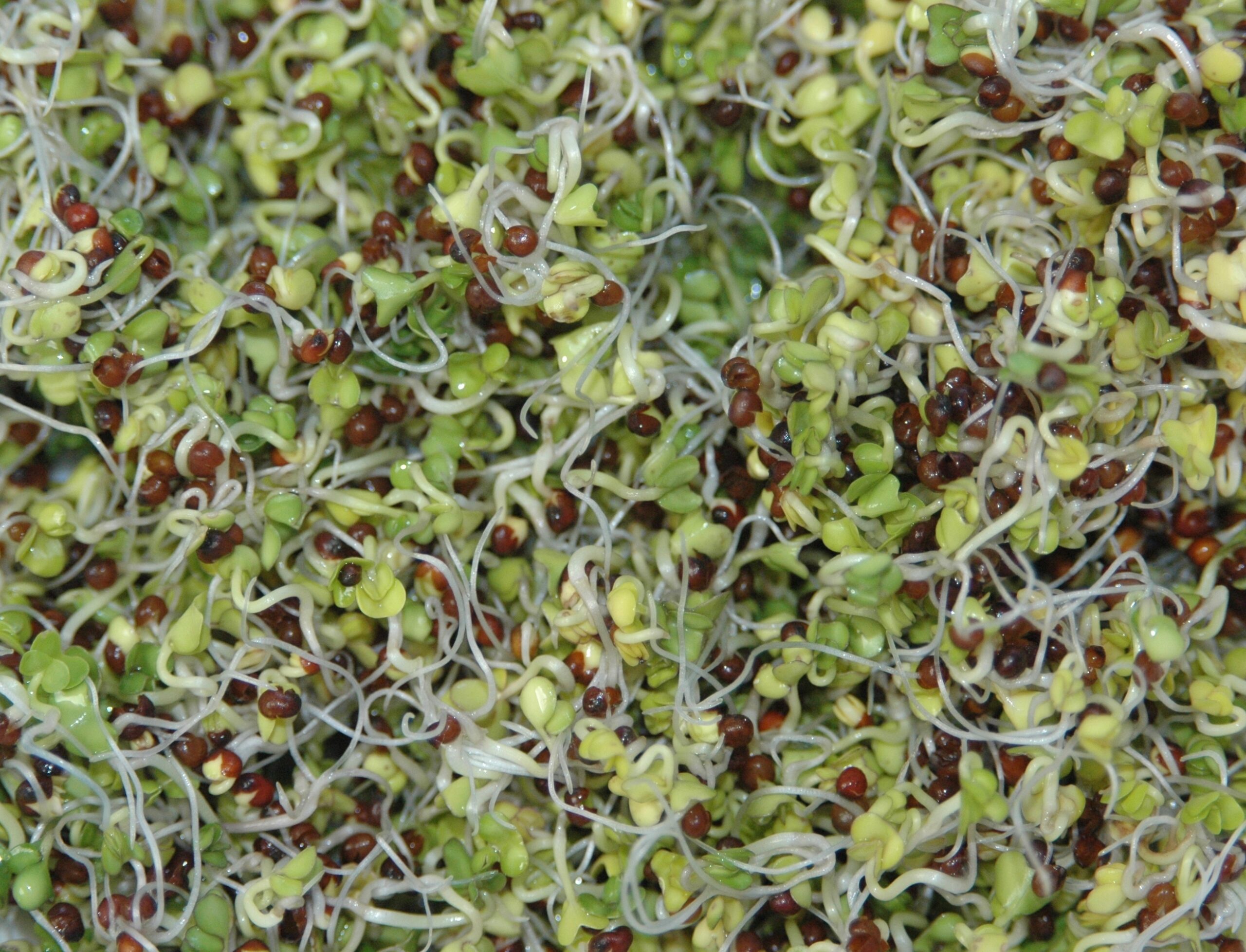 Broccoli Sprouts for Parrots – Best Bird Food Ever!
